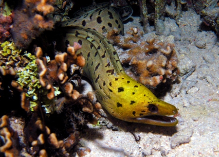 galeria - Gymnothorax fimbriatus (Bennett, 1832)