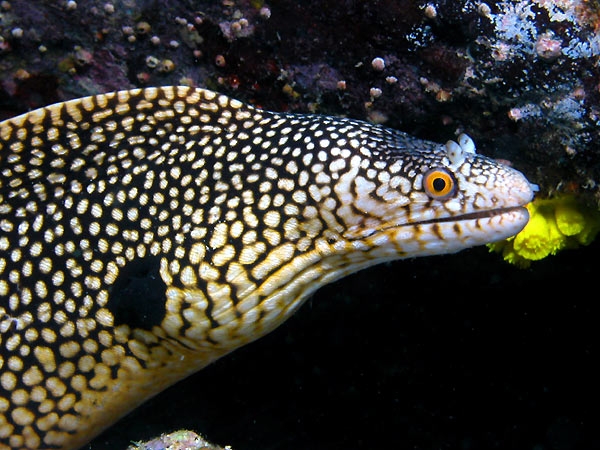 The Moray Eel ID Thread - Shark & Ray Central