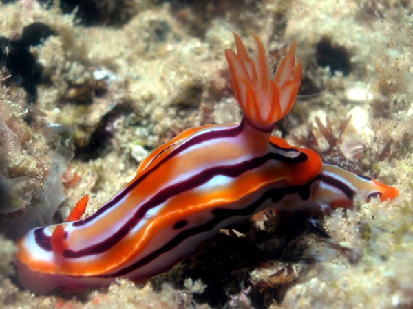 Galeria Underwater.pl - Hypselodoris regina (Marcus & Marcus, 1970)
